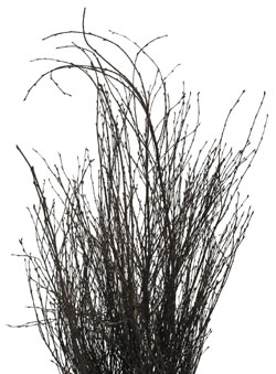 Victorian Birch Branches | Stevens and Son Wholesale Florist