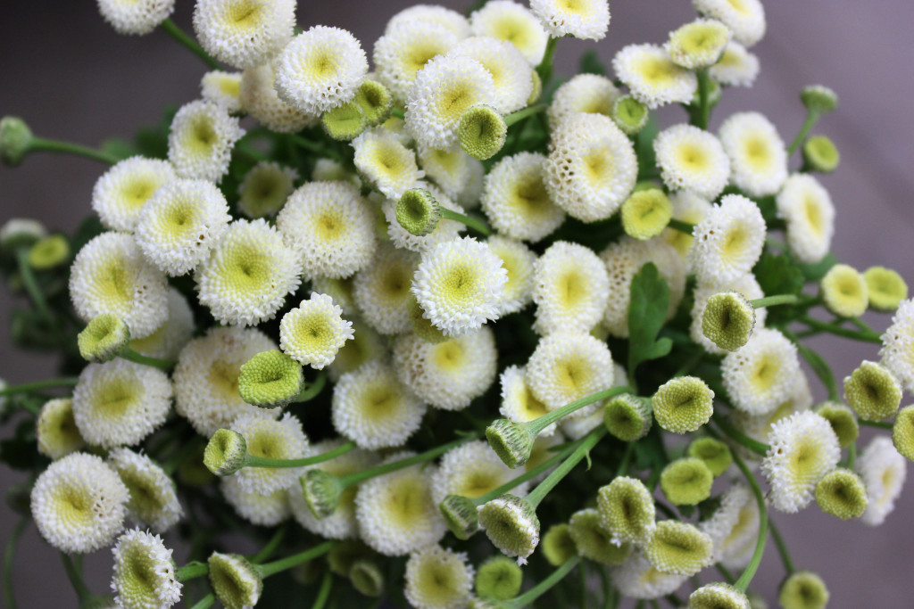 Feverfew | Stevens and Son Wholesale Florist