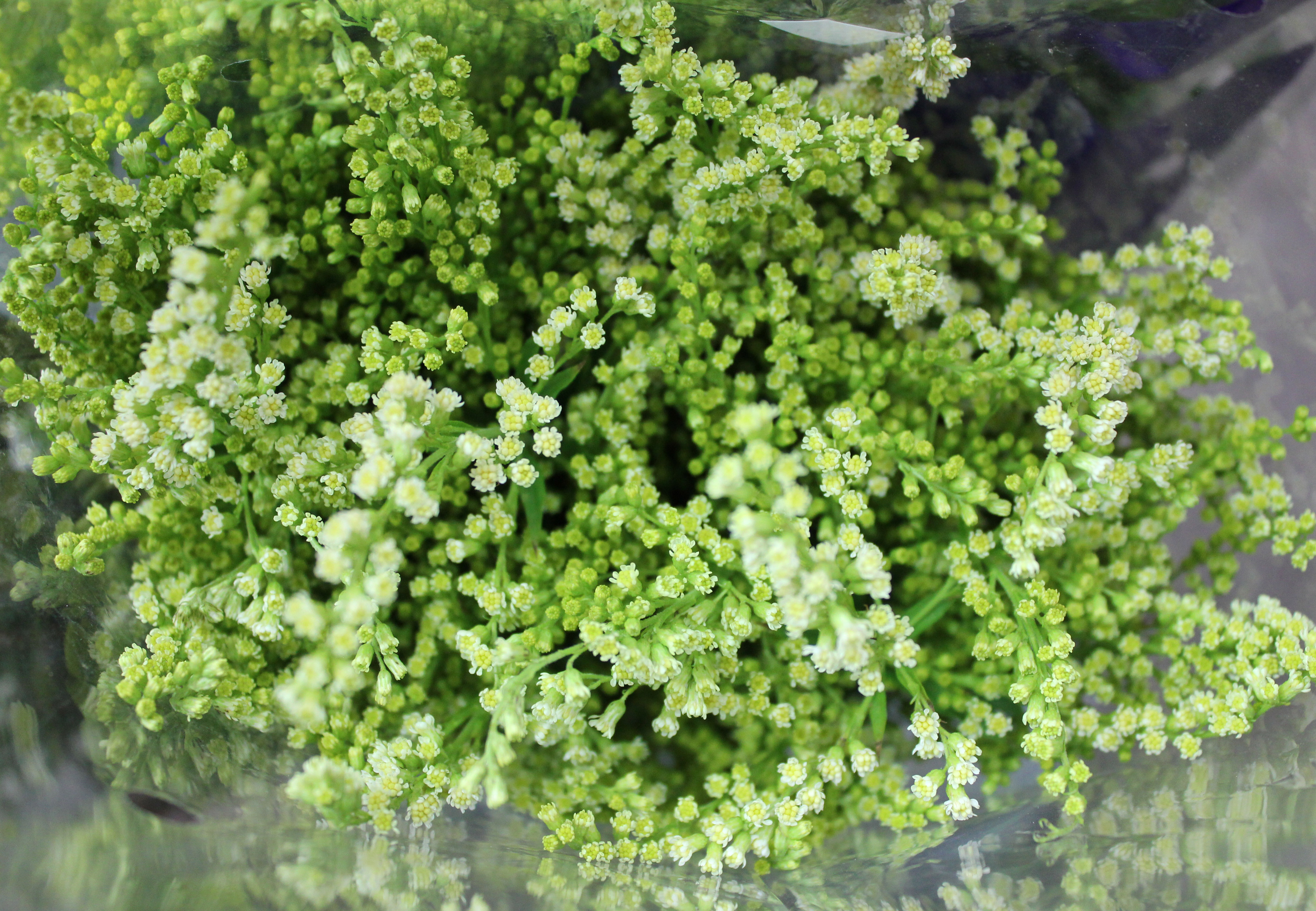 Solidago | Stevens and Son Wholesale Florist