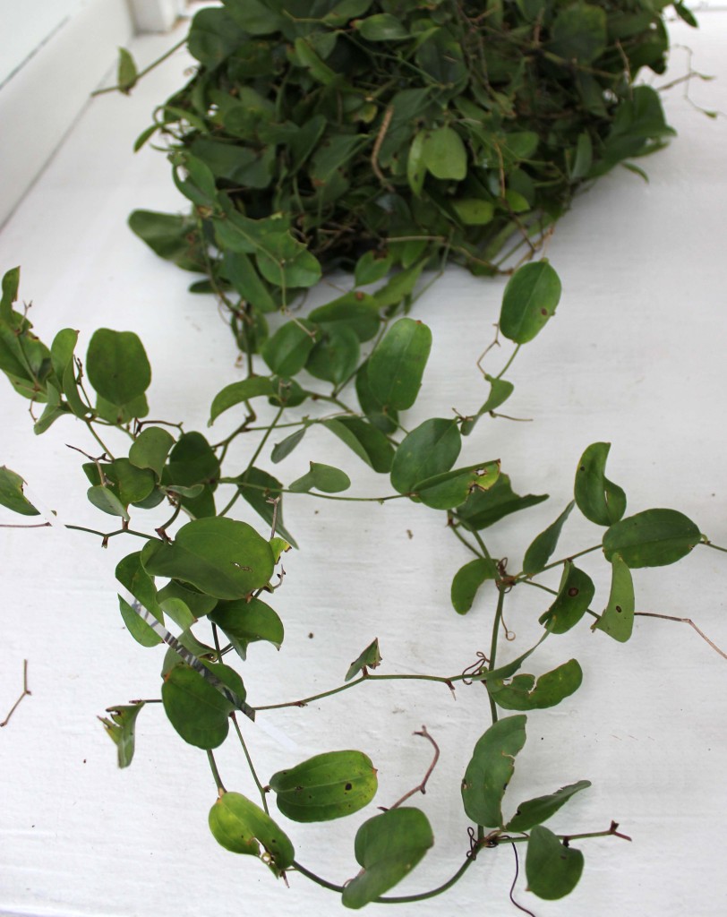 Smilax | Stevens and Son Wholesale Florist