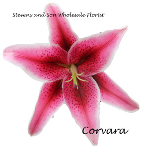 Oriental Lilies | Stevens and Son Wholesale Florist