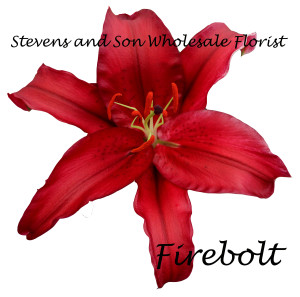 Oriental Lilies | Stevens and Son Wholesale Florist