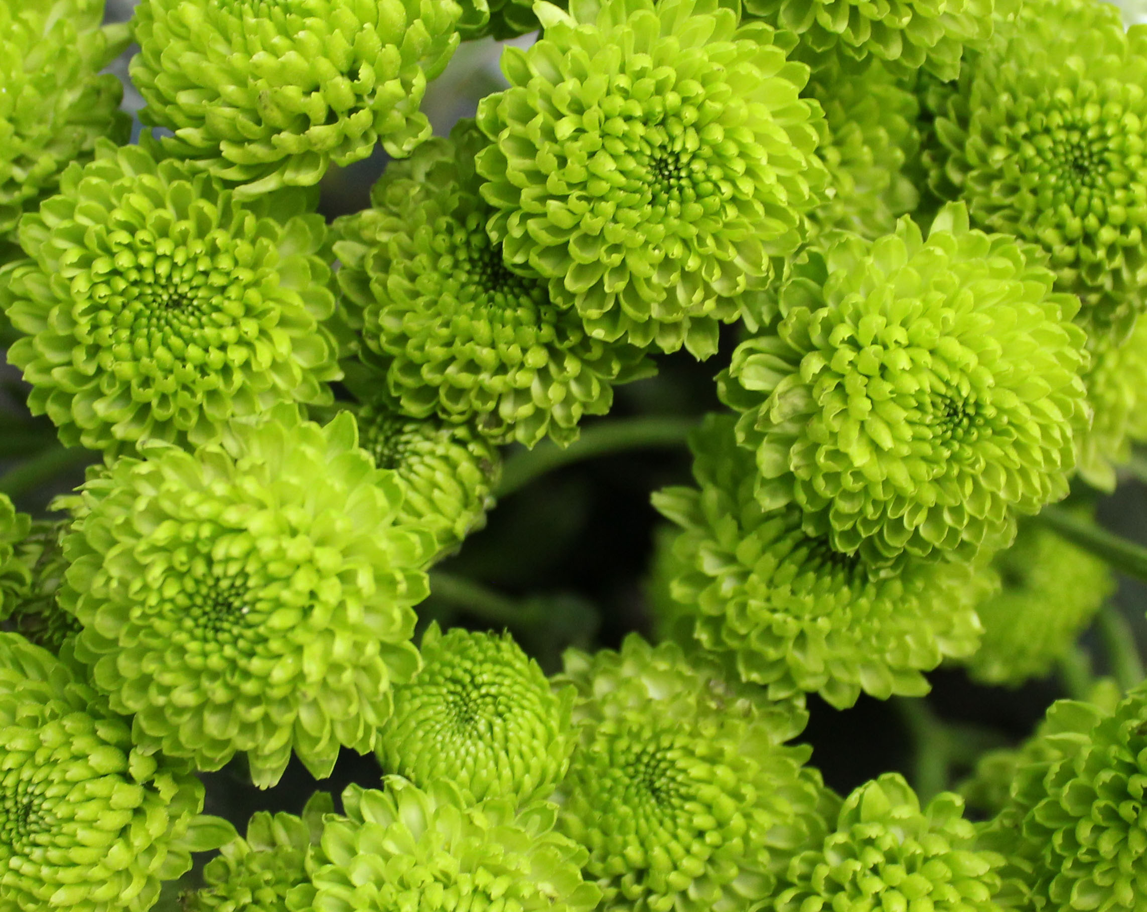 Pompons | Stevens and Son Wholesale Florist