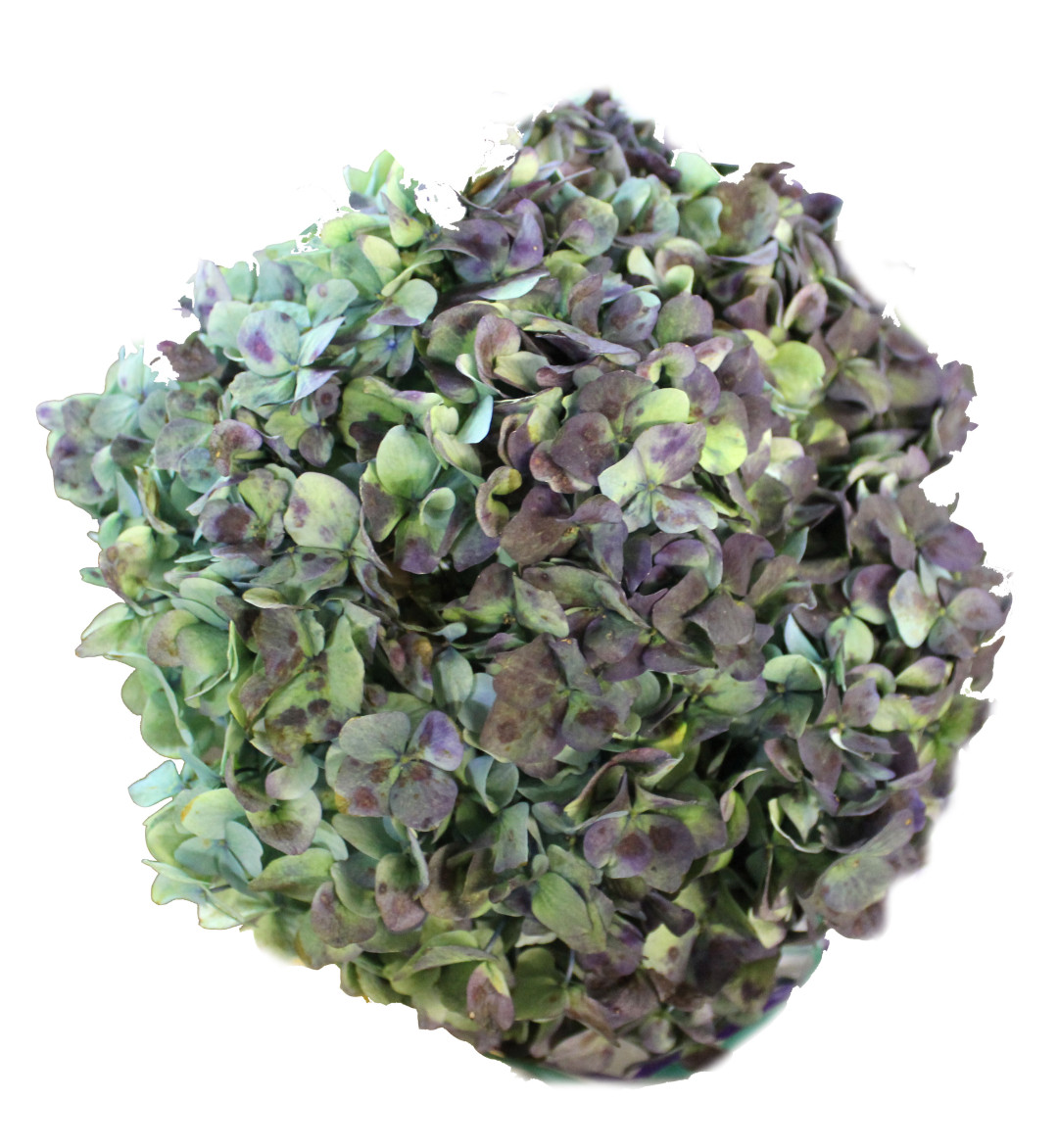 Hydrangeas | Stevens and Son Wholesale Florist