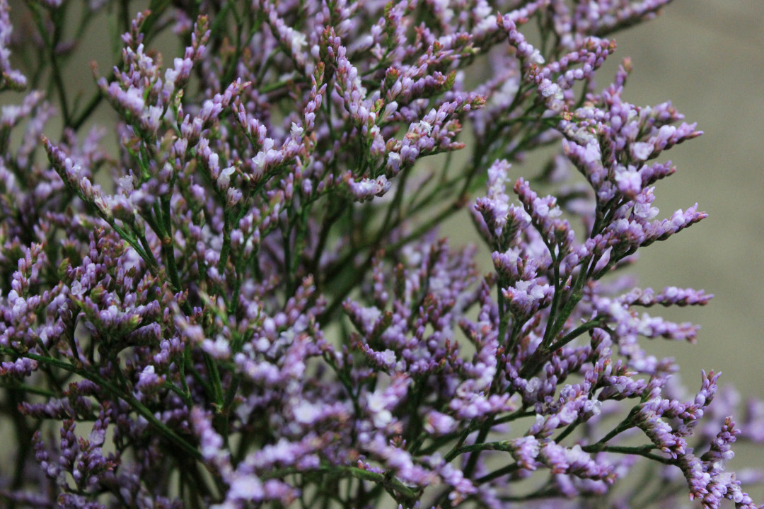 Limonium | Stevens and Son Wholesale Florist