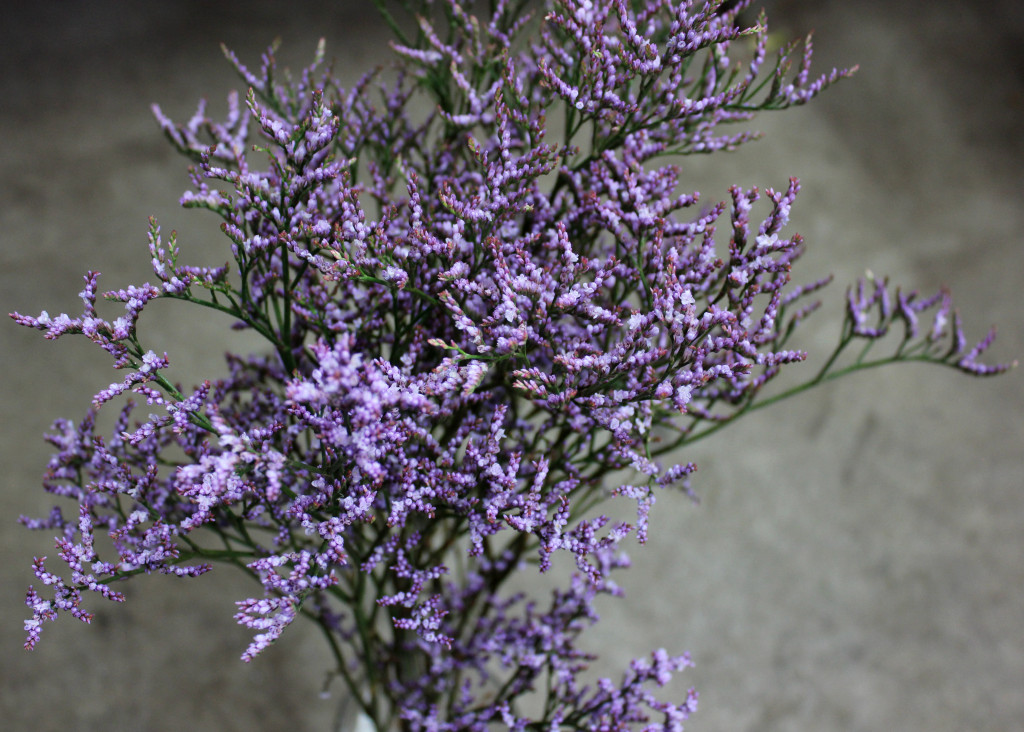 Limonium | Stevens and Son Wholesale Florist