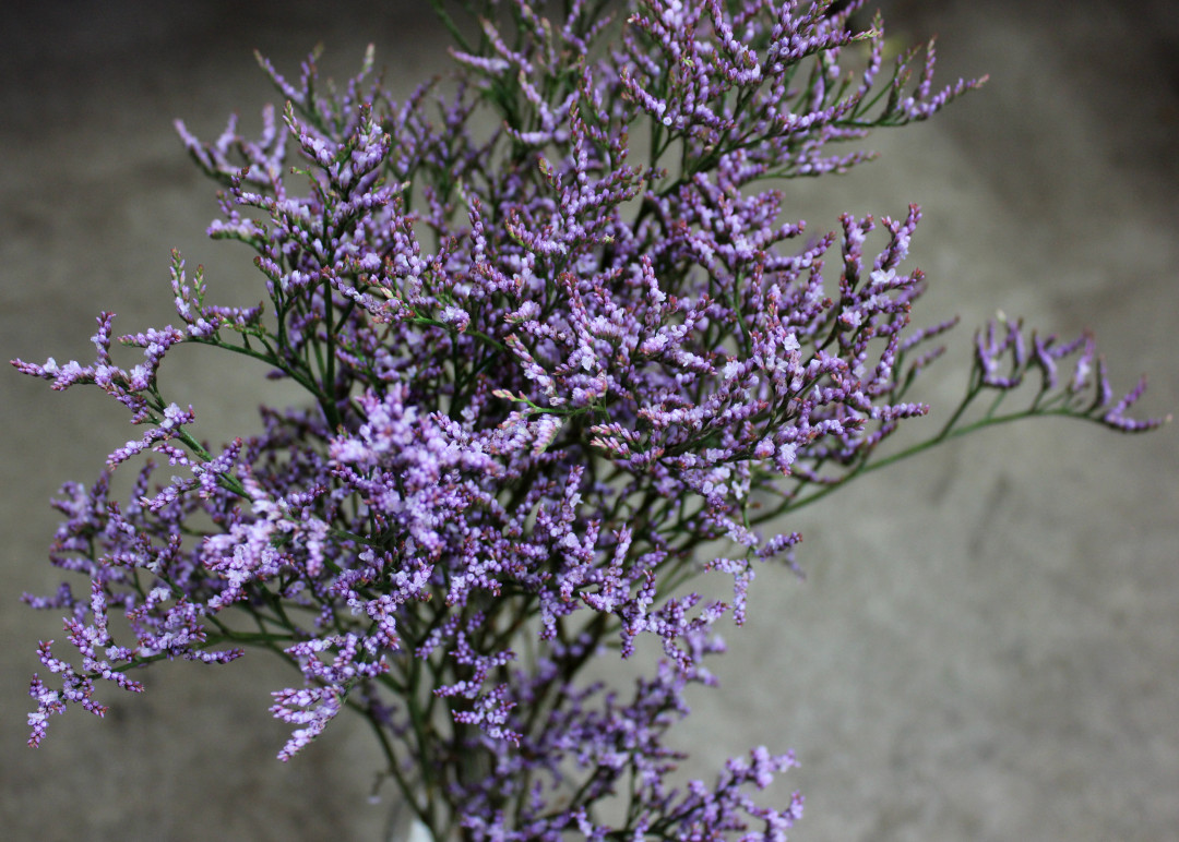 Limonium | Stevens and Son Wholesale Florist