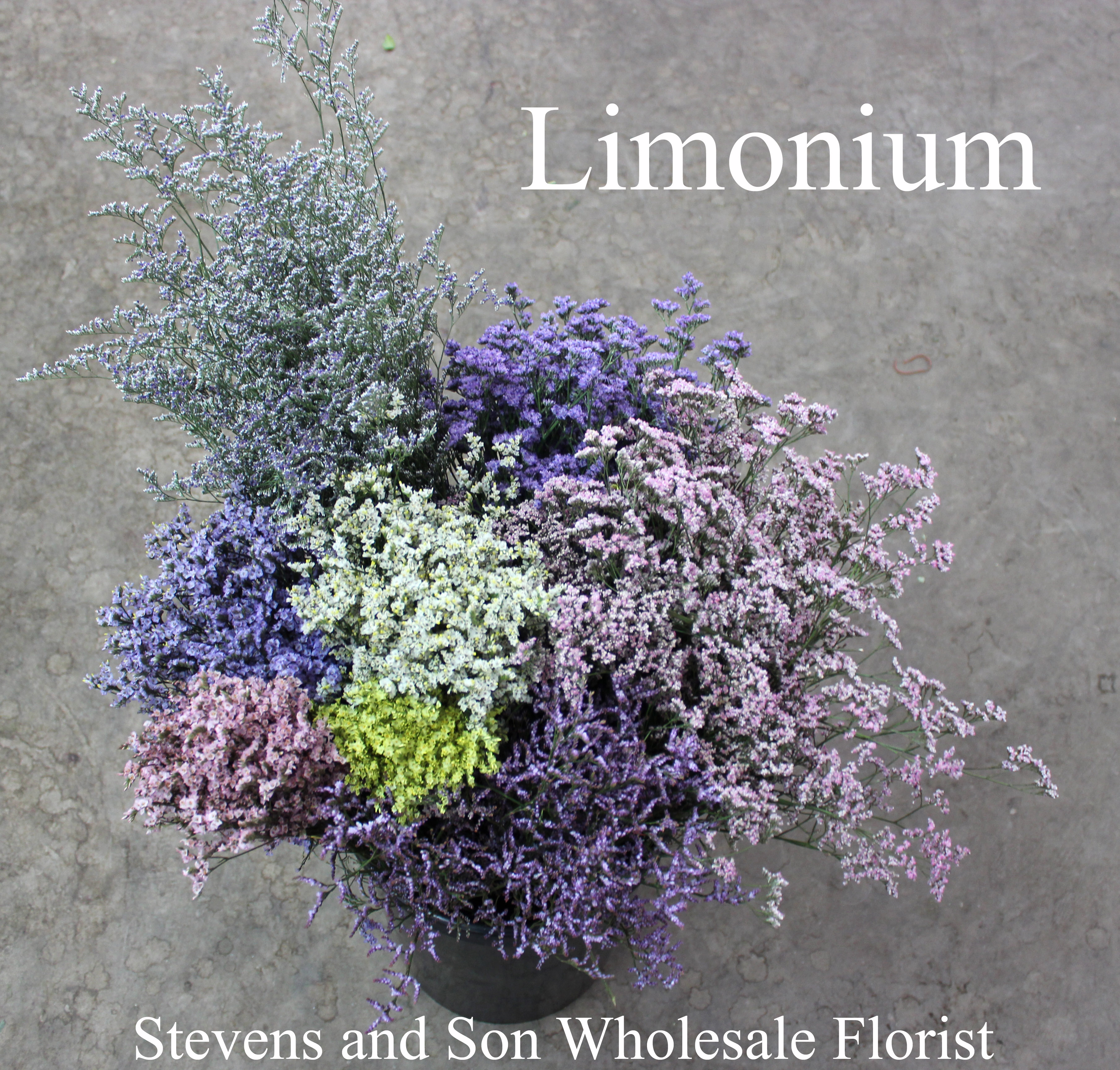 Limonium | Stevens and Son Wholesale Florist