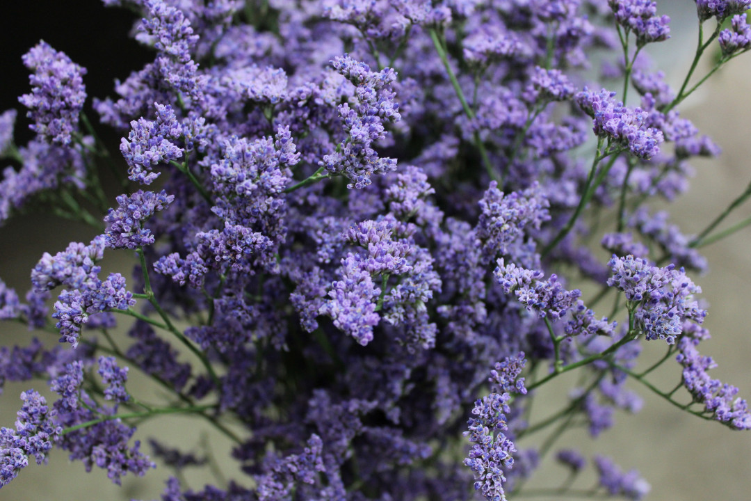 Limonium | Stevens and Son Wholesale Florist