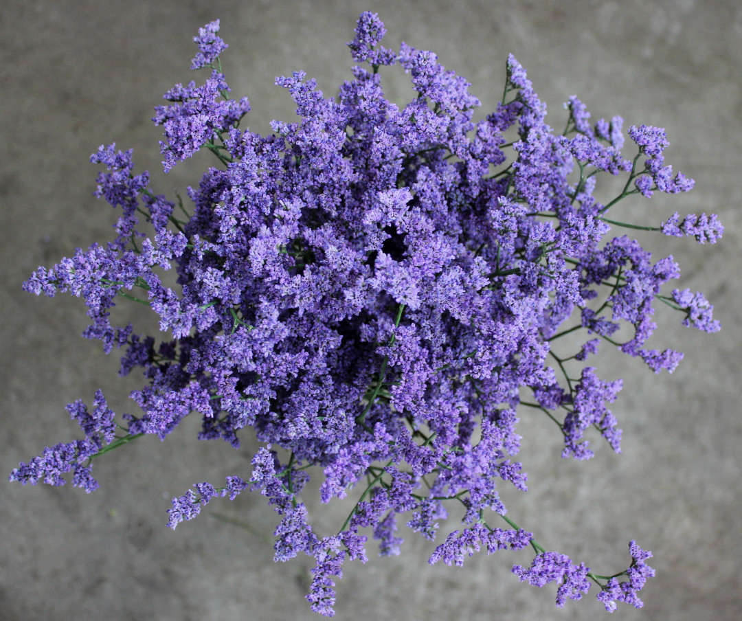 Limonium | Stevens and Son Wholesale Florist