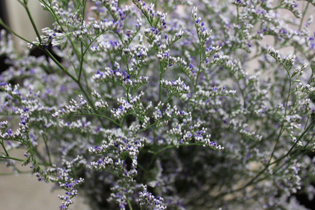 Limonium | Stevens and Son Wholesale Florist