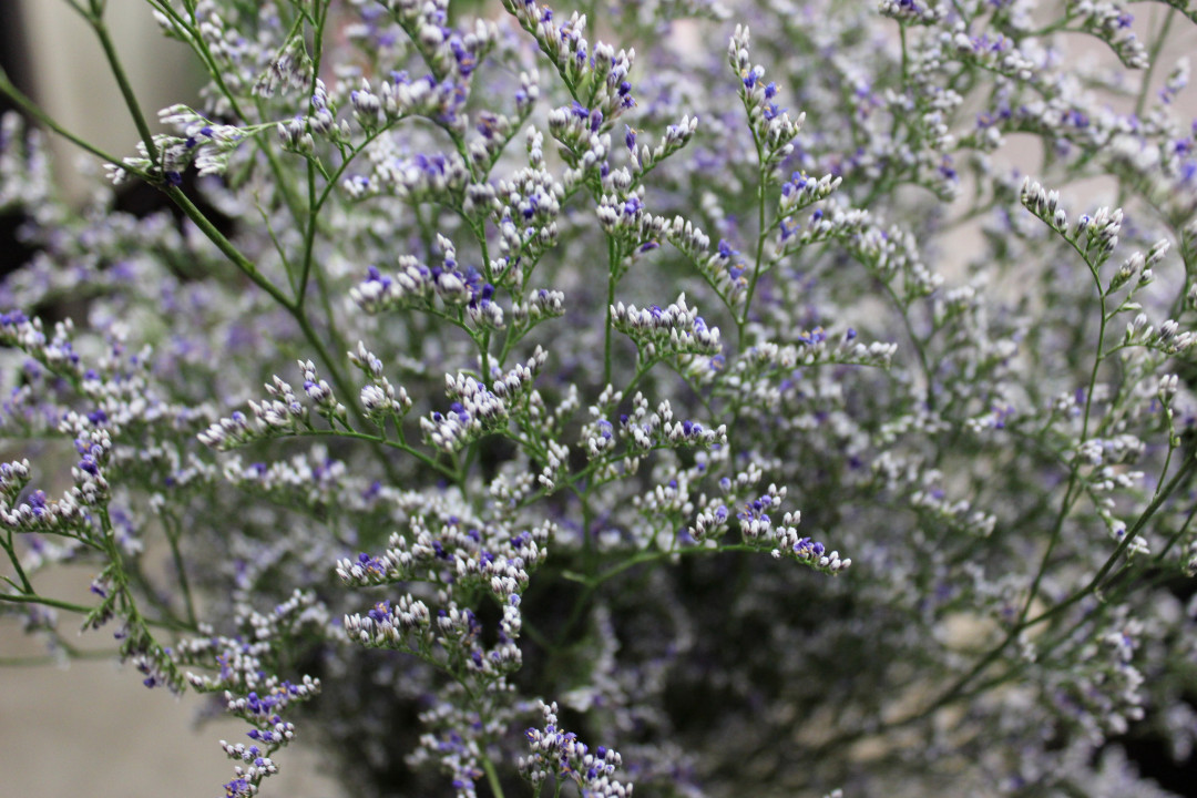 Limonium | Stevens and Son Wholesale Florist
