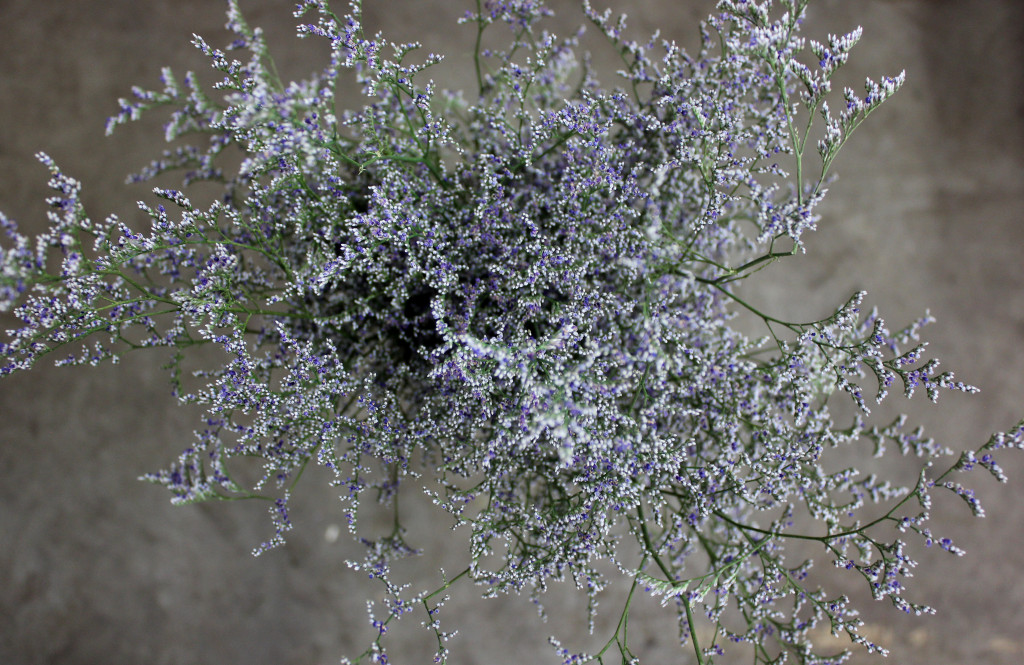 Limonium | Stevens and Son Wholesale Florist