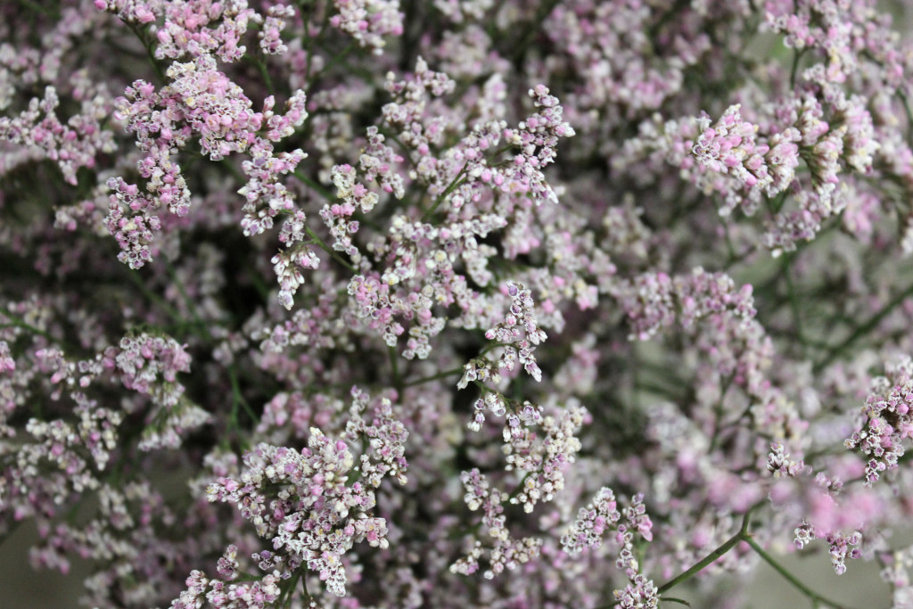 Limonium | Stevens and Son Wholesale Florist