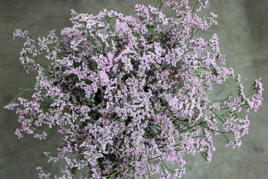 Limonium | Stevens and Son Wholesale Florist