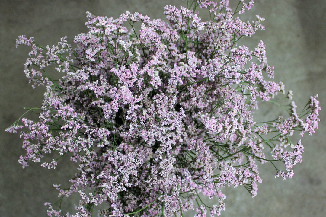 Limonium | Stevens and Son Wholesale Florist