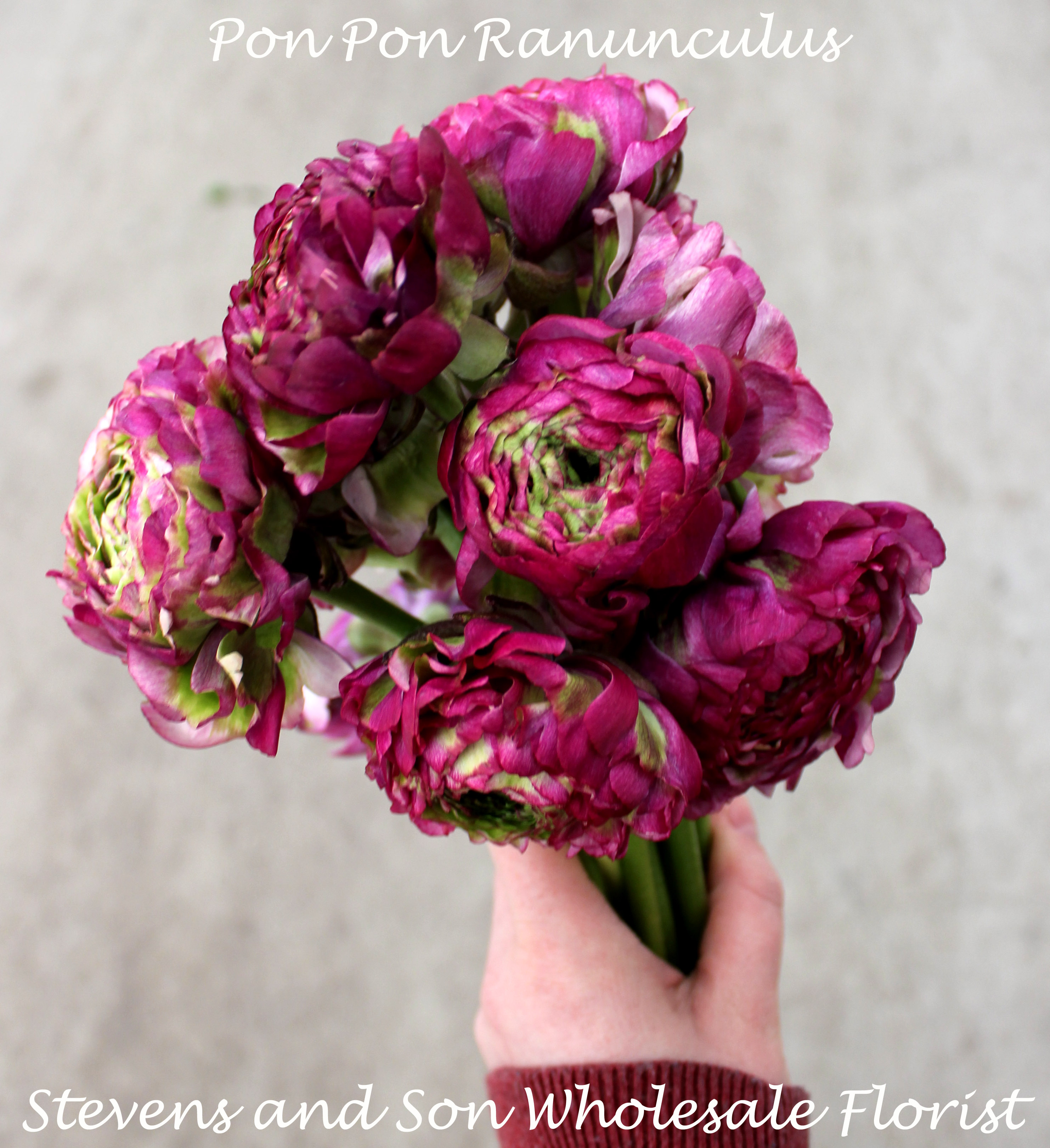 Ranunculus | Stevens and Son Wholesale Florist