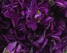 Stock | Stevens and Son Wholesale Florist