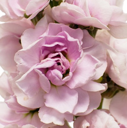 Stock | Stevens and Son Wholesale Florist