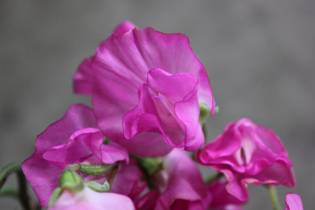 Sweet Pea | Stevens and Son Wholesale Florist
