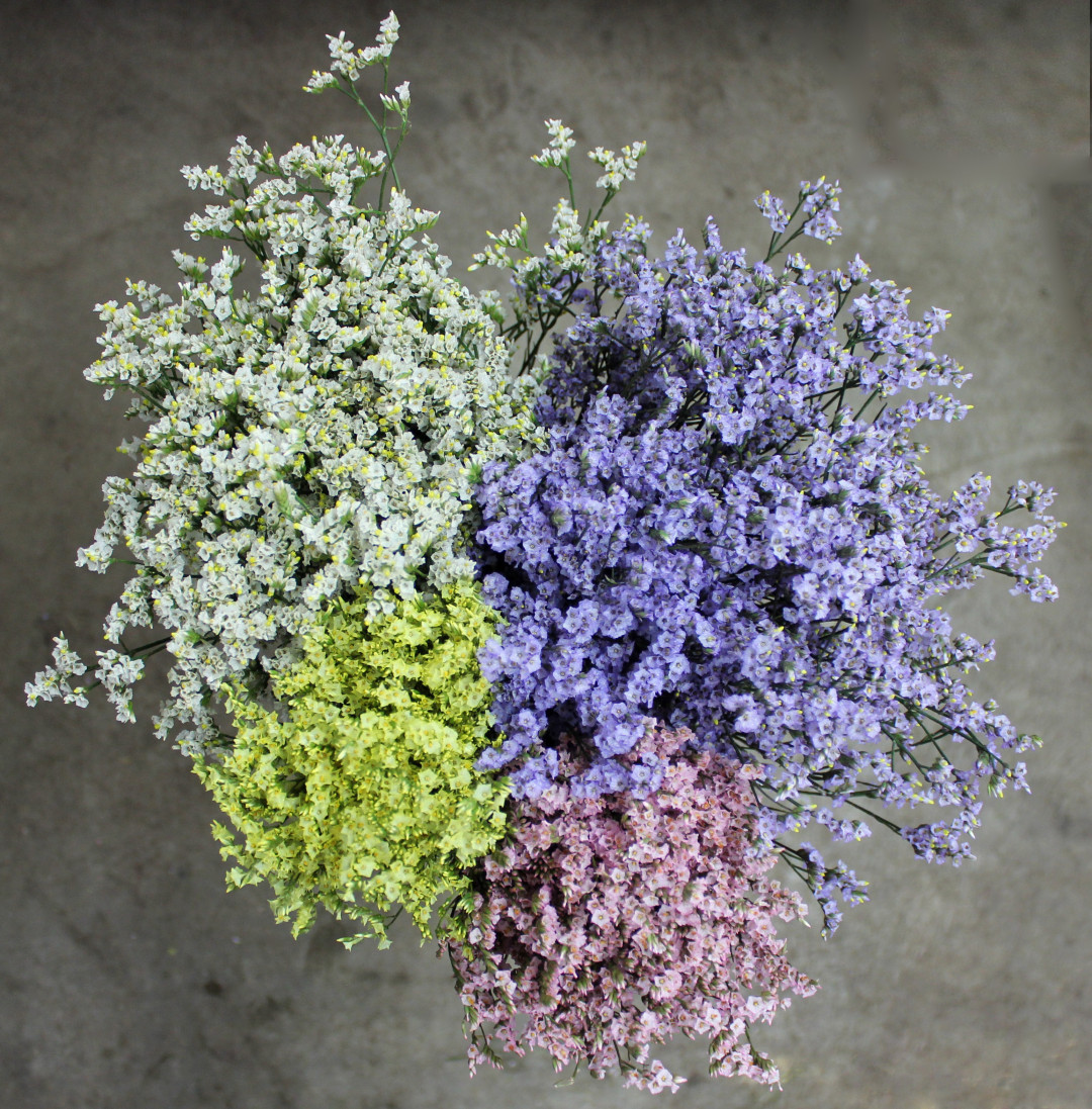 Limonium | Stevens and Son Wholesale Florist
