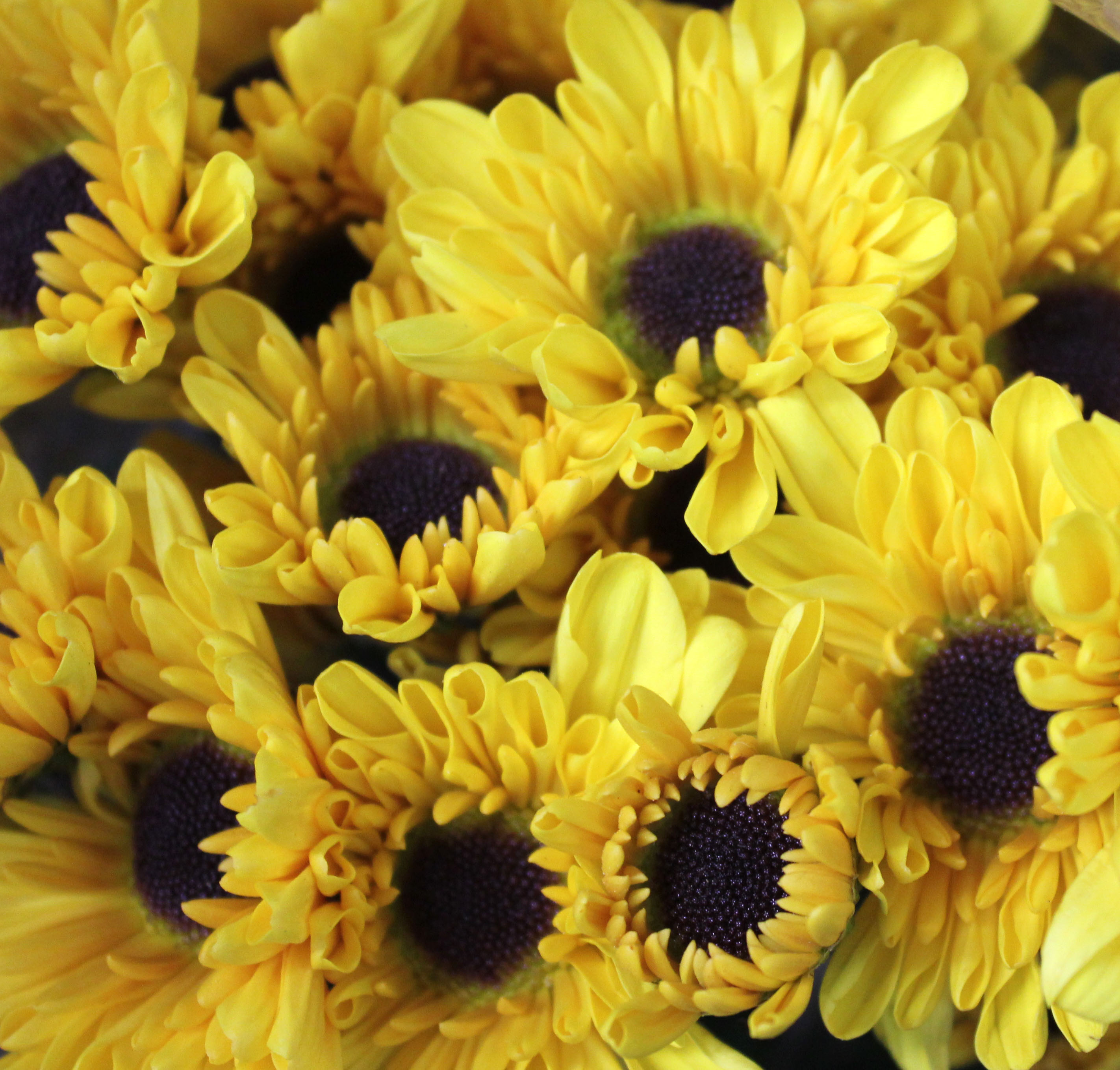Pompons | Stevens and Son Wholesale Florist
