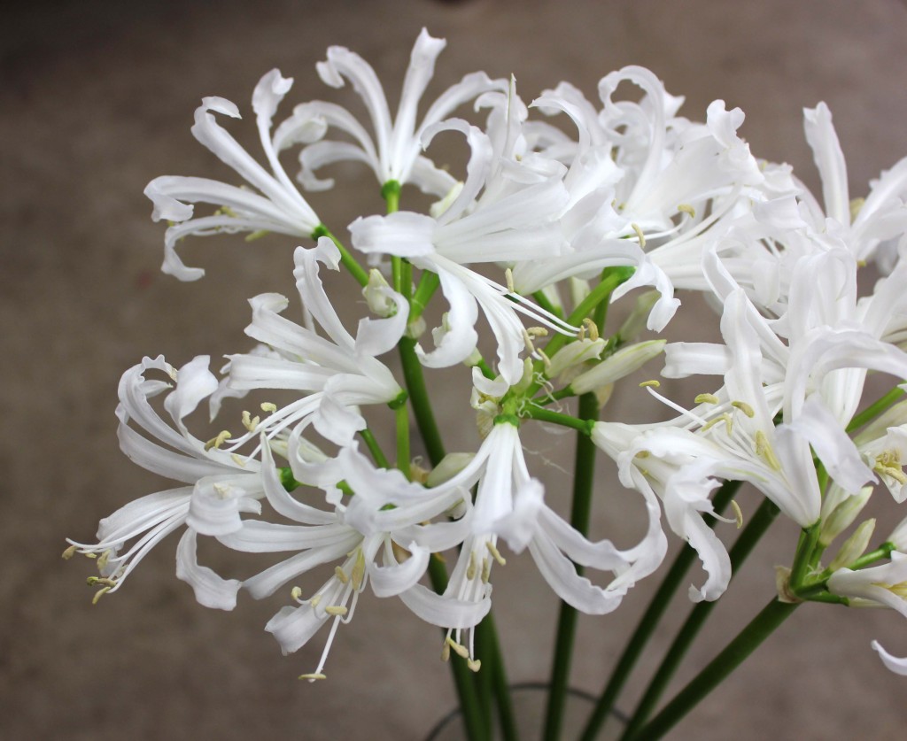 Nerine Lily | Stevens and Son Wholesale Florist
