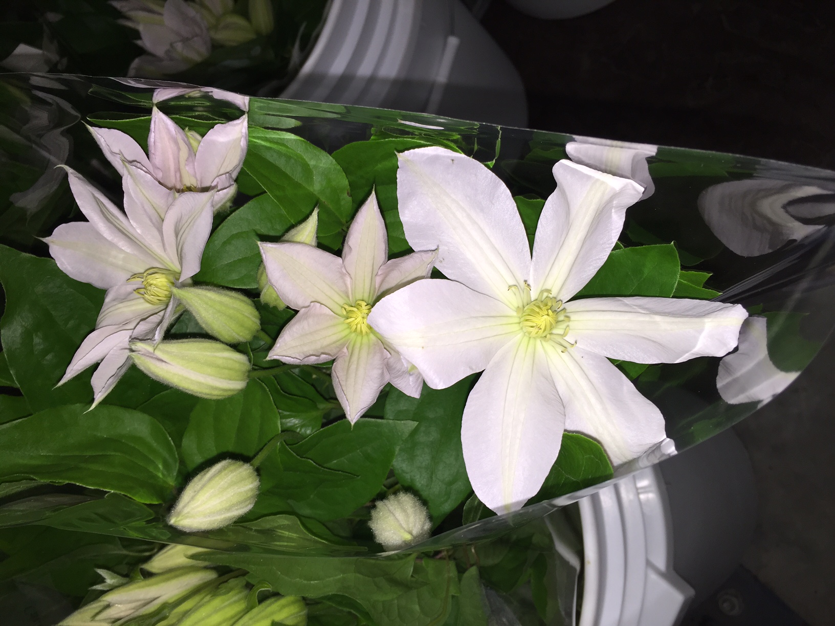 Clematis | Stevens and Son Wholesale Florist