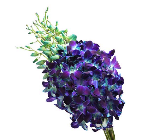 Dendrobium | Stevens and Son Wholesale Florist