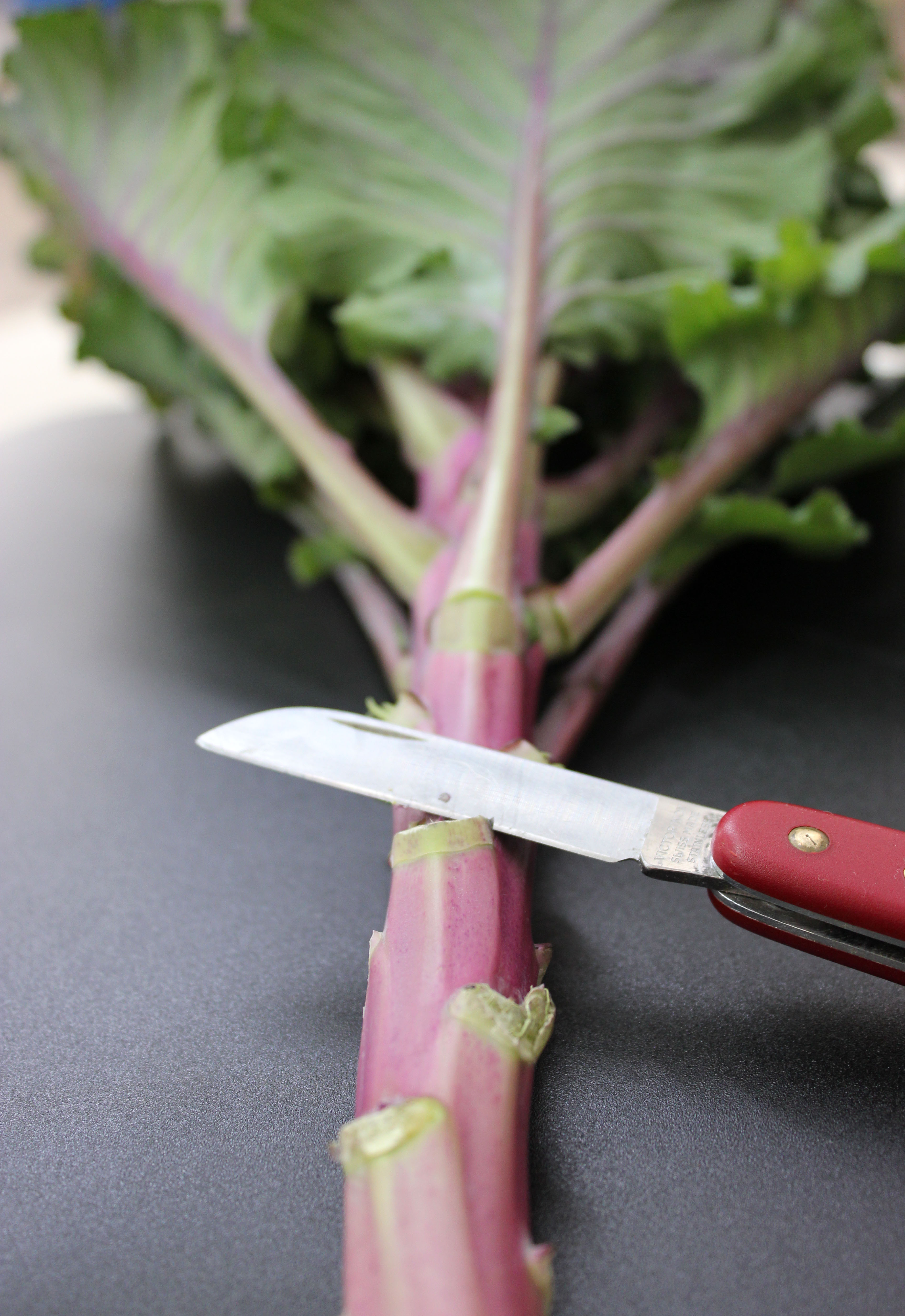 Stem of Hearts | Stevens and Son Wholesale Florist