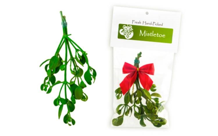 Holiday Greens | Stevens and Son Wholesale Florist