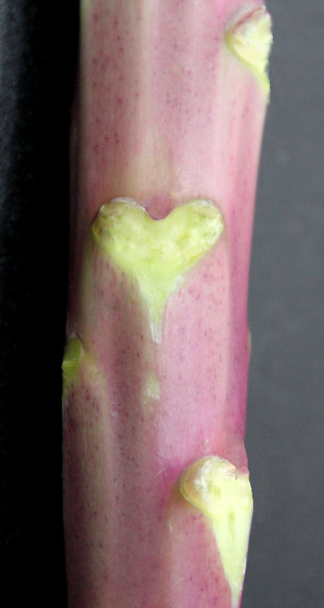 Stem of Hearts | Stevens and Son Wholesale Florist