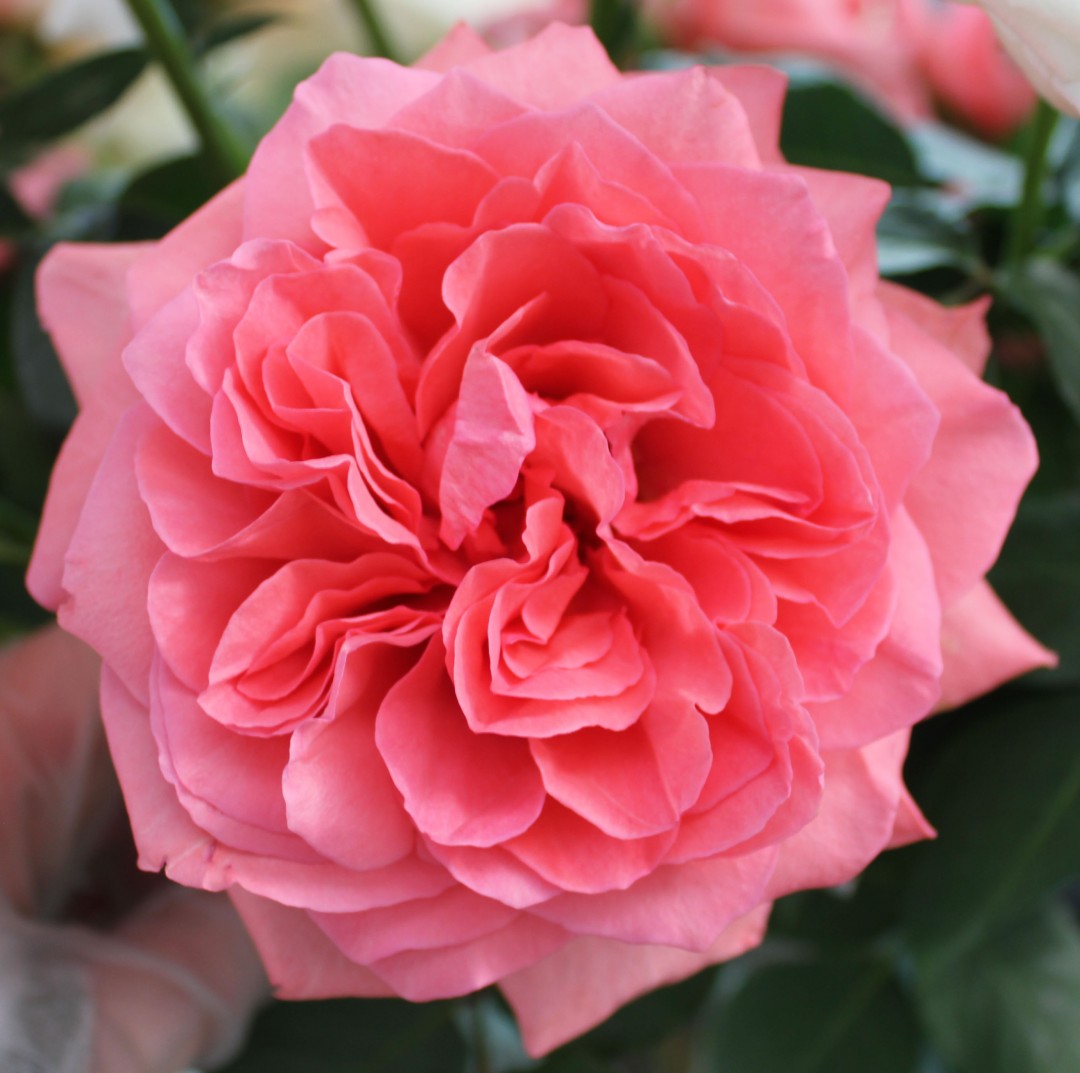 Garden Roses | Stevens and Son Wholesale Florist