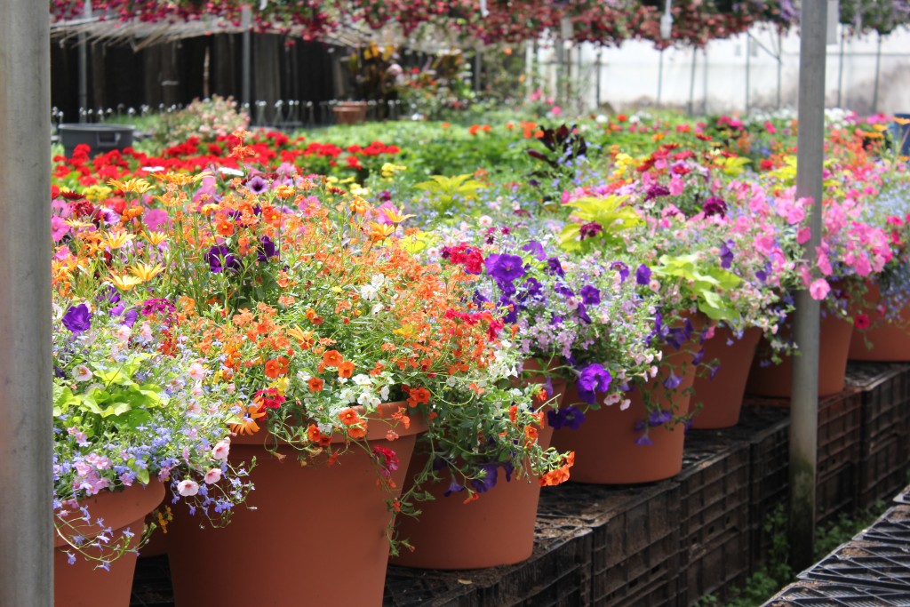 Spring Plants | Stevens and Son Wholesale Florist