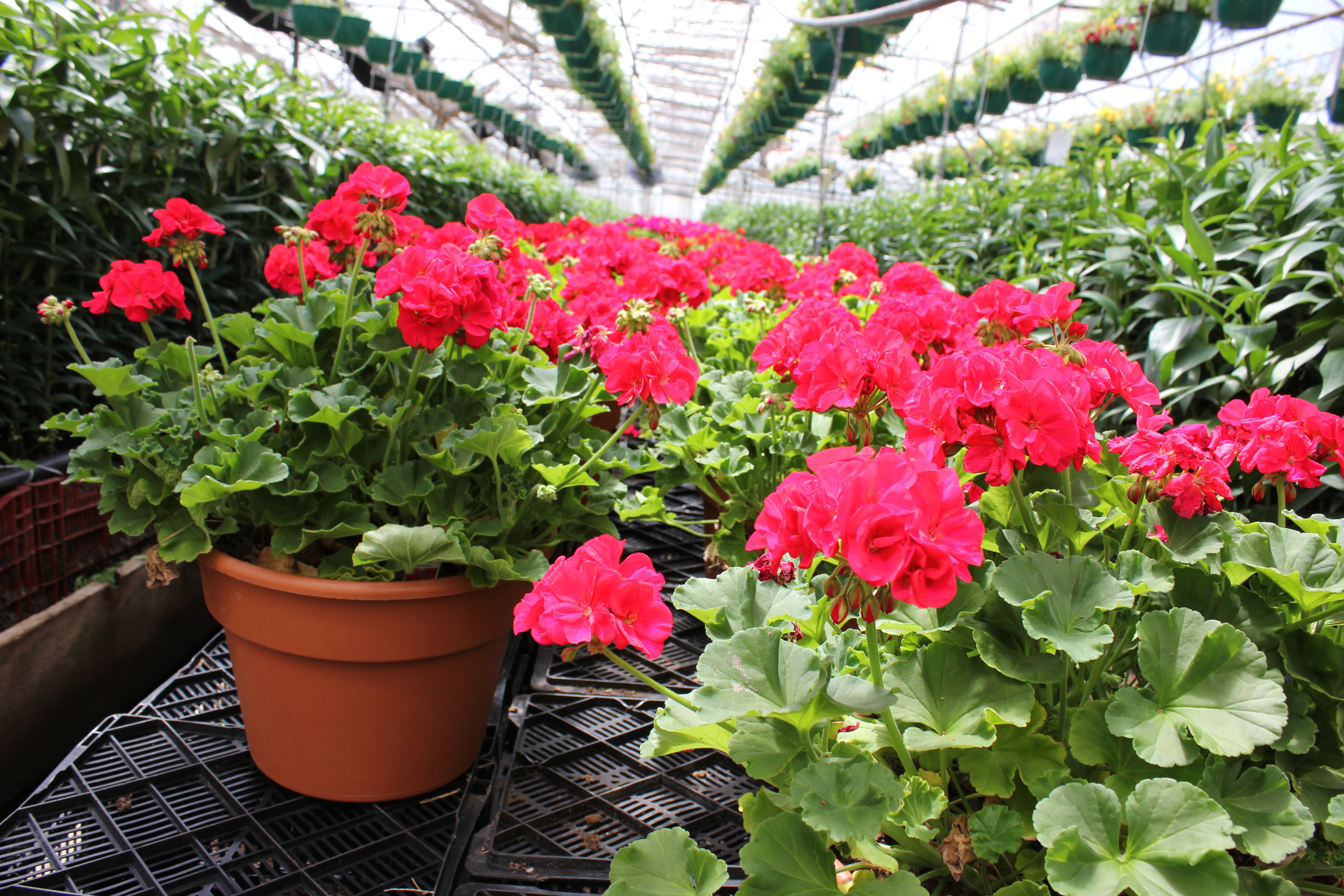 Spring Plants | Stevens and Son Wholesale Florist