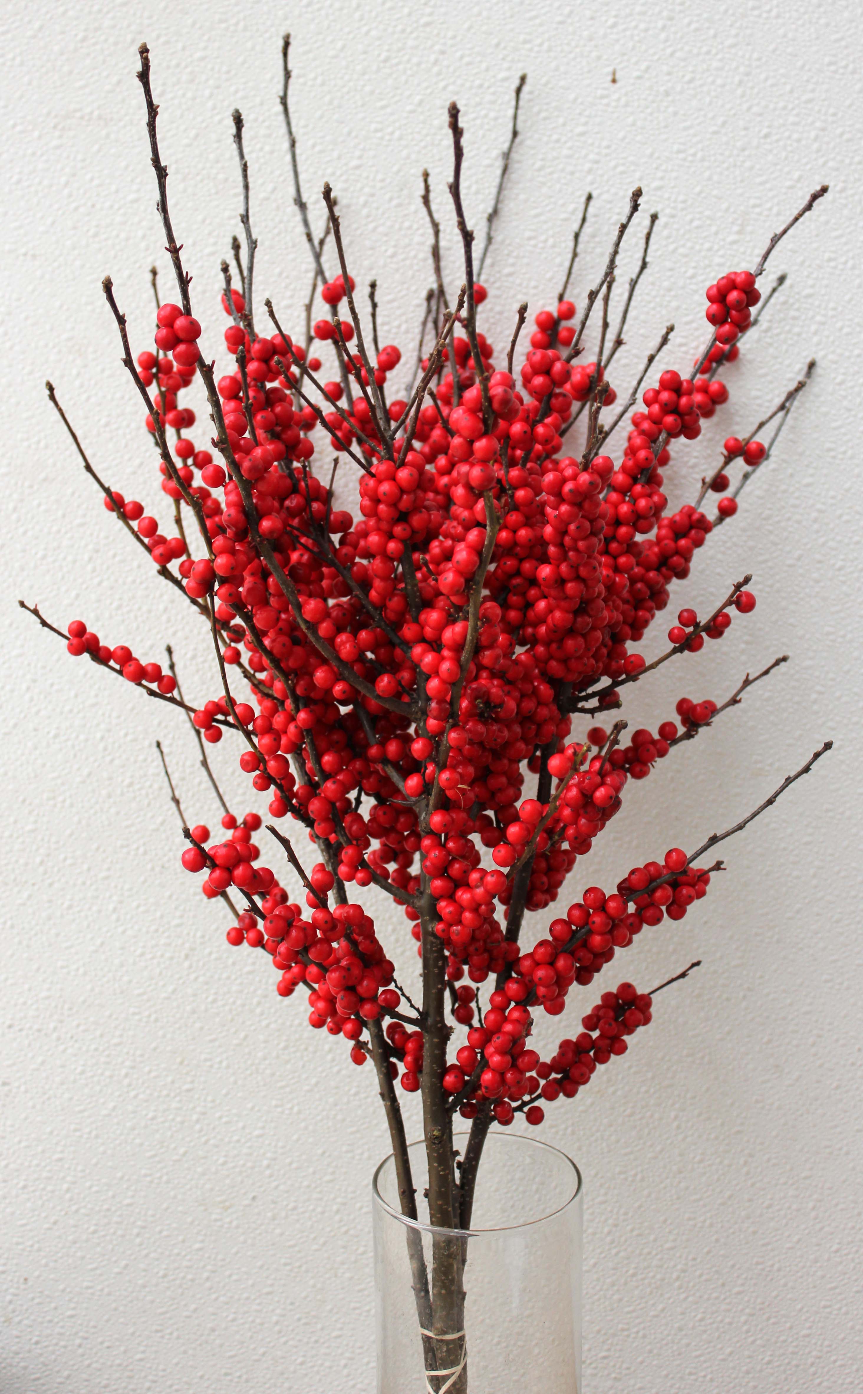 Winterberry | Stevens and Son Wholesale Florist