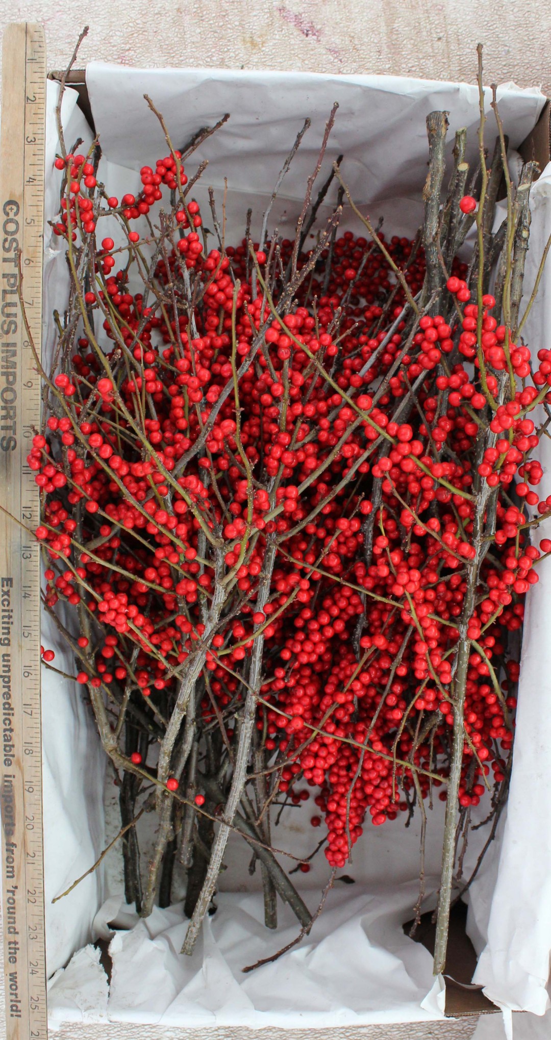 Winterberry | Stevens and Son Wholesale Florist