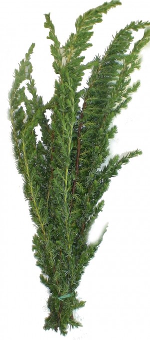 Holiday Greens | Stevens and Son Wholesale Florist