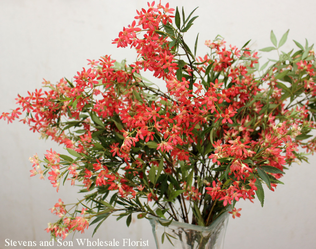 Christmas Bush | Stevens and Son Wholesale Florist