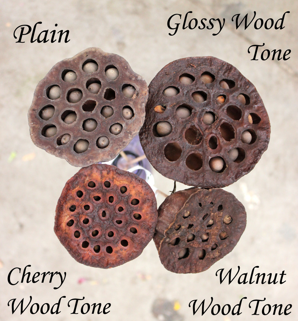 Lotus Pods | Stevens and Son Wholesale Florist