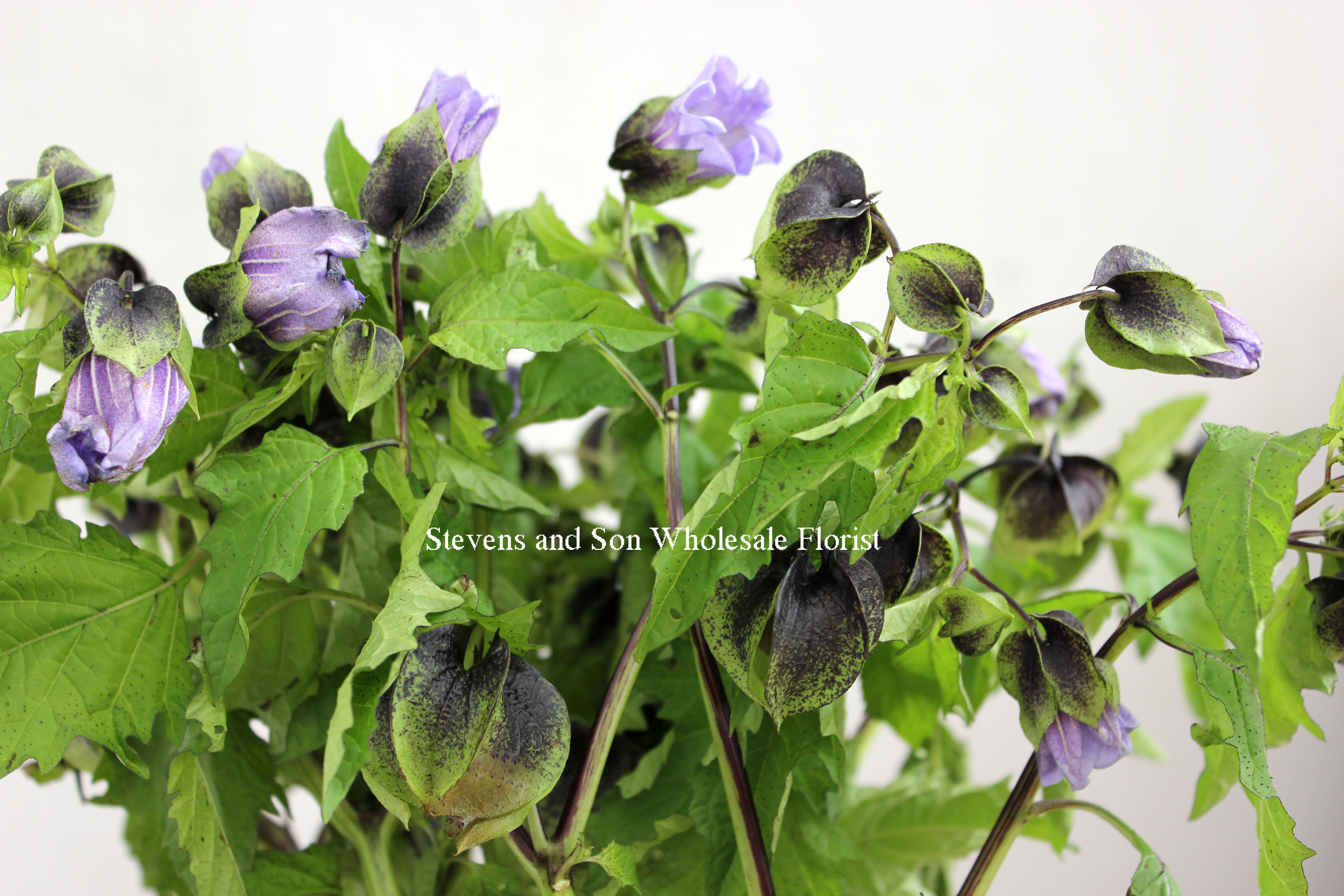 Peruvian Apple | Stevens and Son Wholesale Florist
