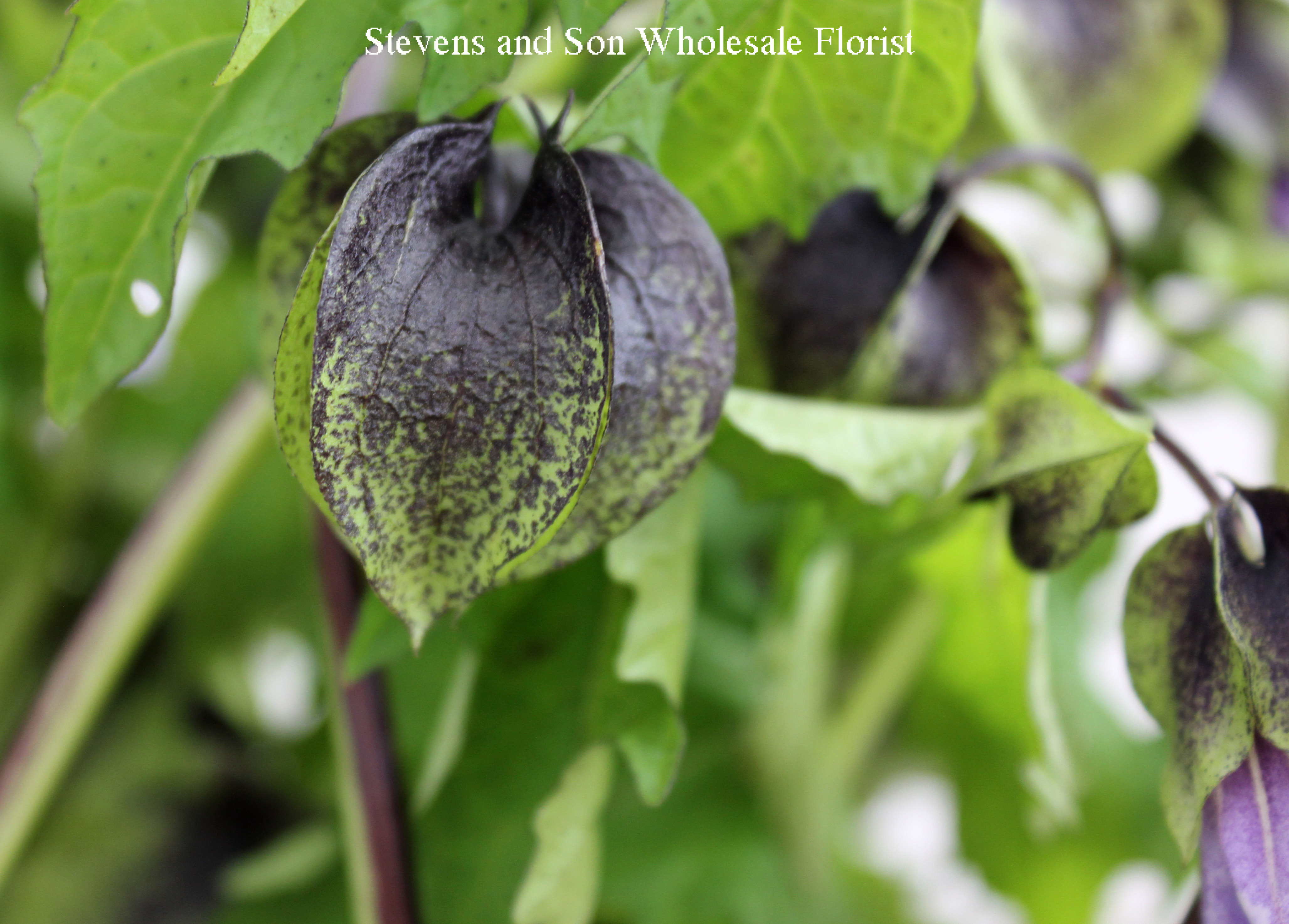 Peruvian Apple | Stevens and Son Wholesale Florist