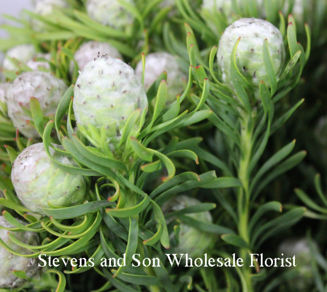 Jade Pearl | Stevens and Son Wholesale Florist