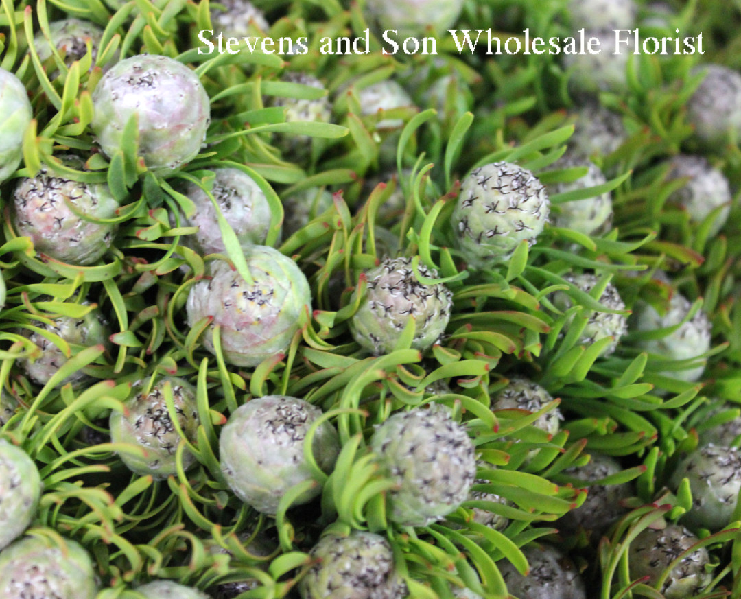 Jade Pearl | Stevens and Son Wholesale Florist