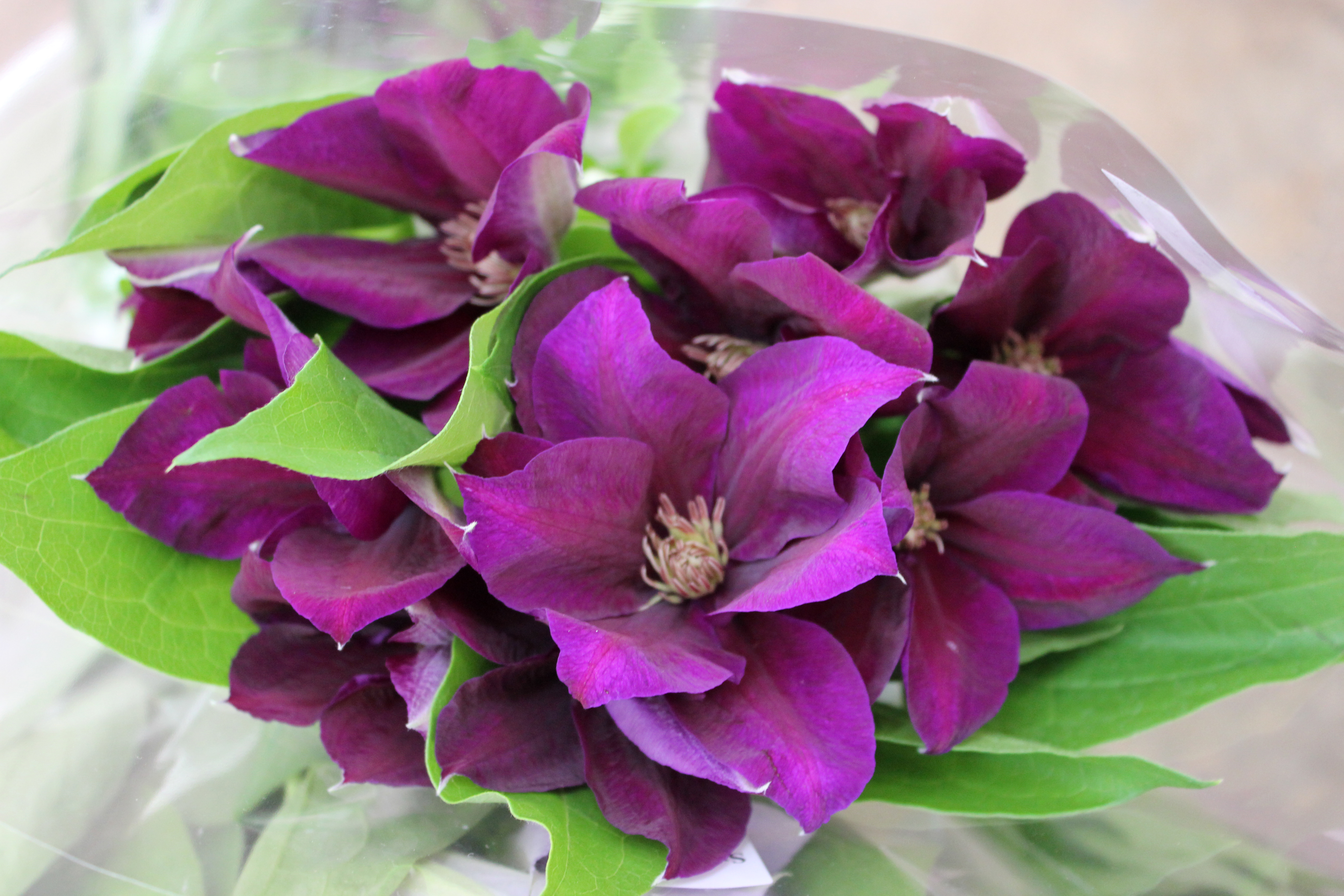 Clematis | Stevens and Son Wholesale Florist
