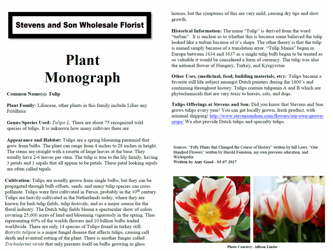 Know Your Flowers | Stevens and Son Wholesale Florist