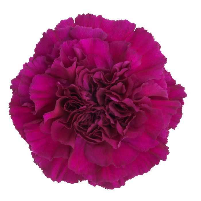 Carnations | Stevens and Son Wholesale Florist