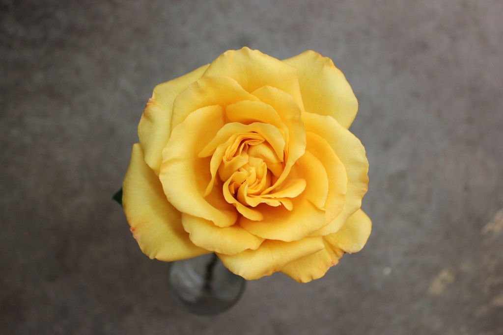 Capriccio | Stevens and Son Wholesale Florist