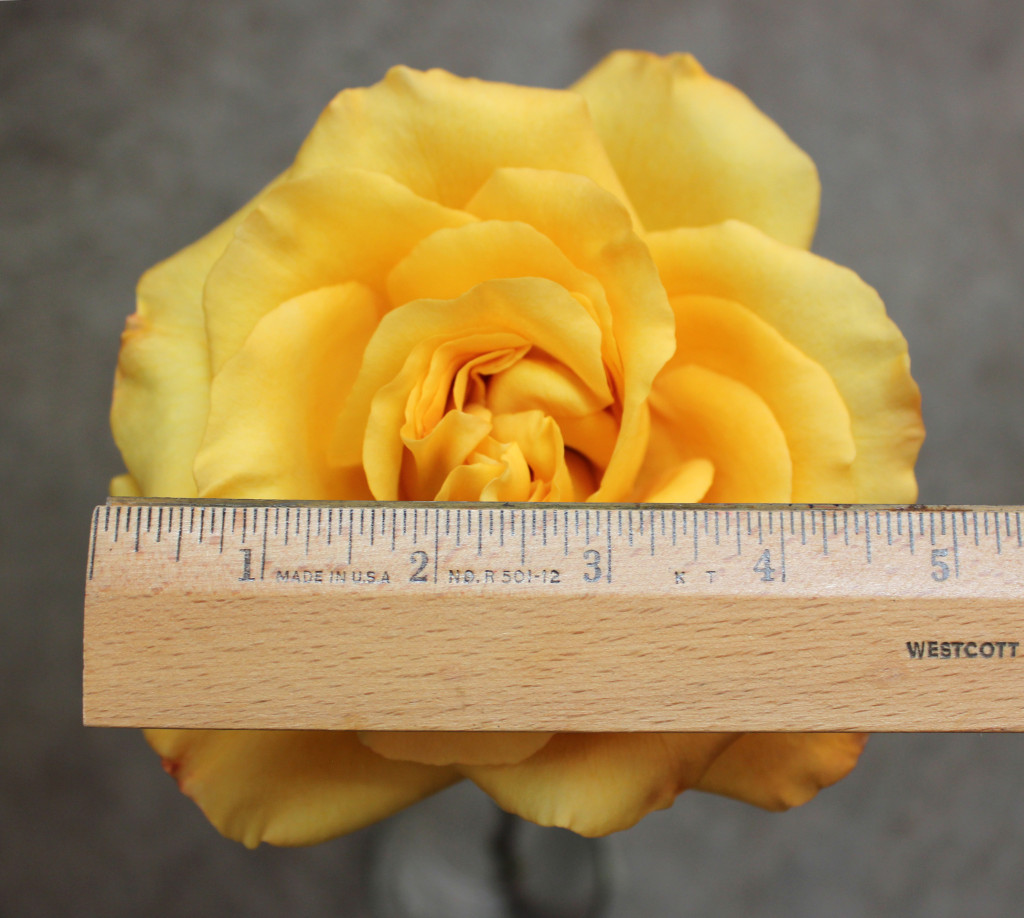 Capriccio | Stevens and Son Wholesale Florist