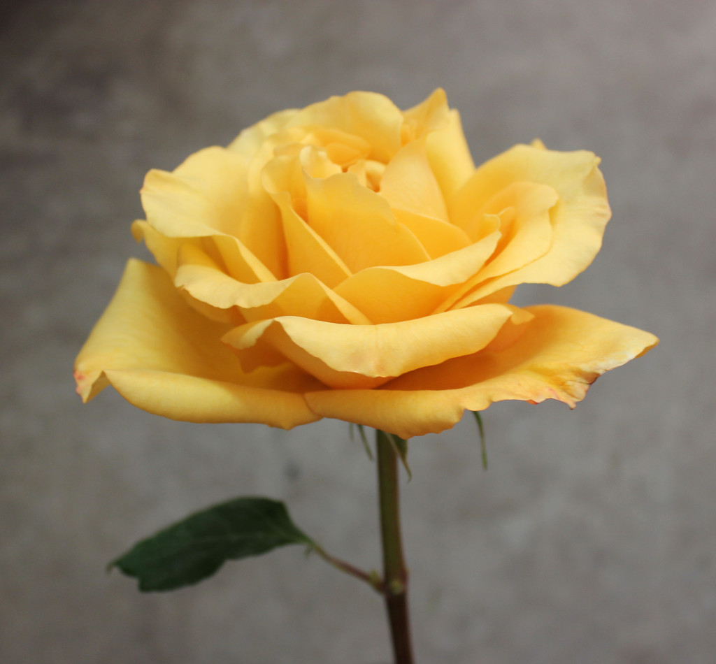 Capriccio | Stevens and Son Wholesale Florist